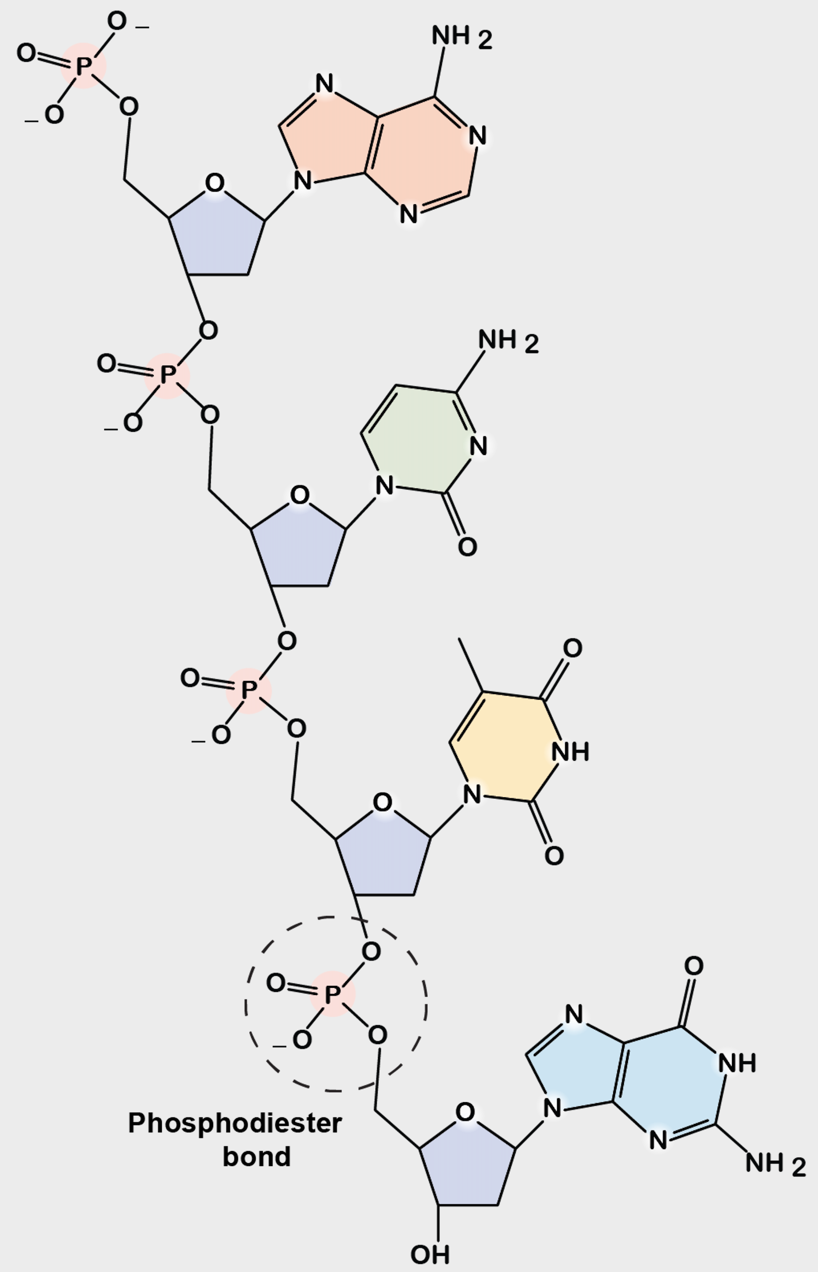 DNA Replication, Transcription and Translation Online Lab – H5P.com
