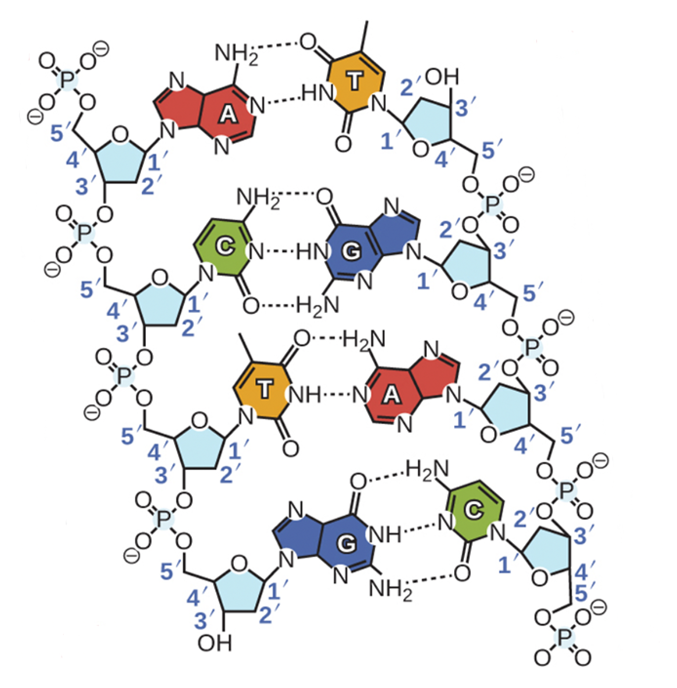DNA Replication, Transcription and Translation Online Lab – H5P.com