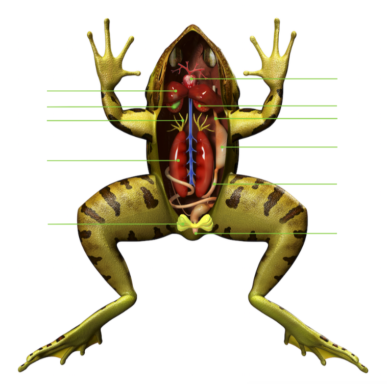 Diagram Of Frog Internal Anatomy